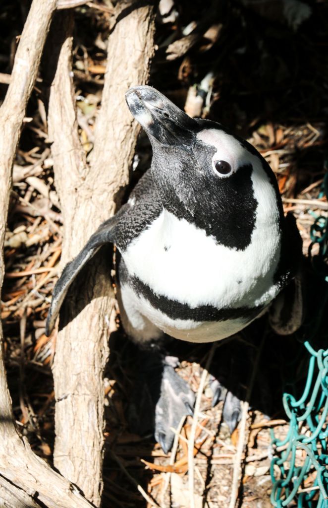 Day 18: Meet the Penguins – Blue Moment