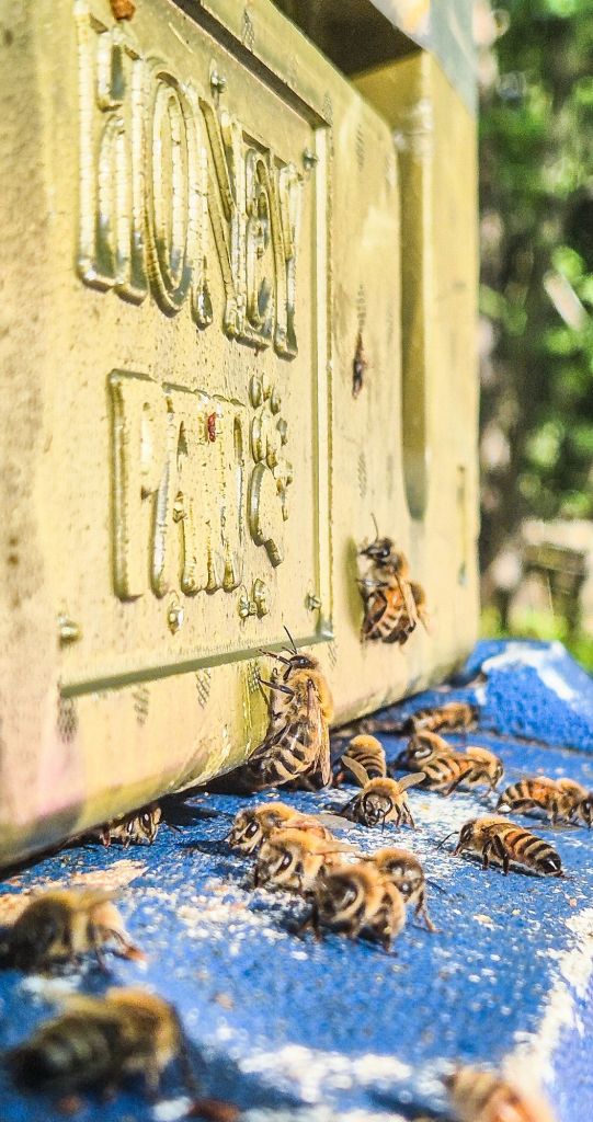 Day 112: Busy Bees – Blue Moment